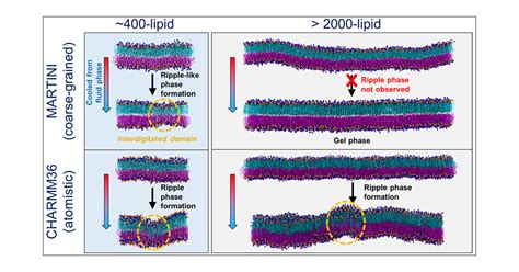 Evaluating Coarse Grained Martini Force Fields For Capturing The Ripple