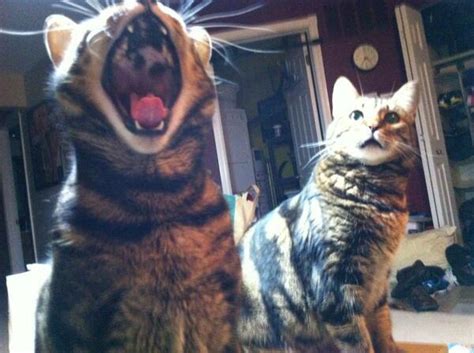 Darren Williger Darren Williger Twitter