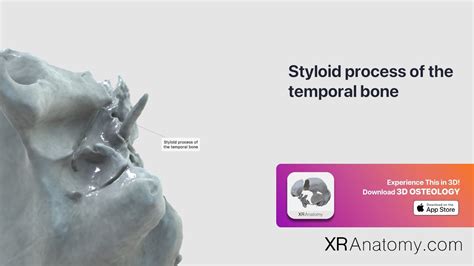 Temporal Bone Styloid Process Of Temporal Bone Youtube