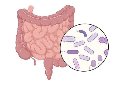 Digestive System Leaving Certificate Higher Biology Studyclix