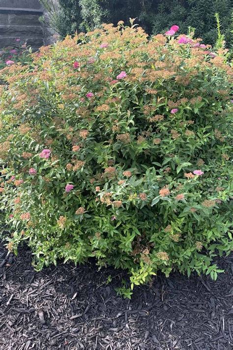 How To Grow Magic Carpet Spirea Gardeners Path