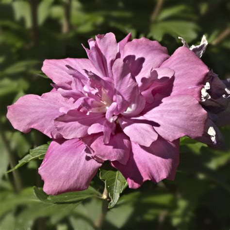 Lucy Althea Bush Barely Rooted