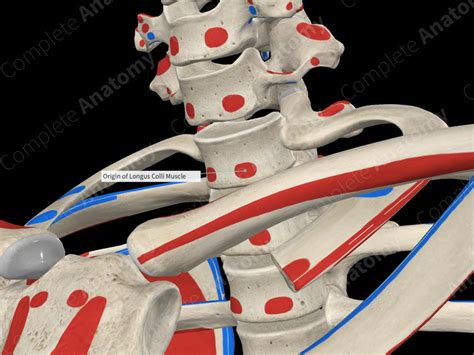 Origin Of Longus Colli Muscle Complete Anatomy