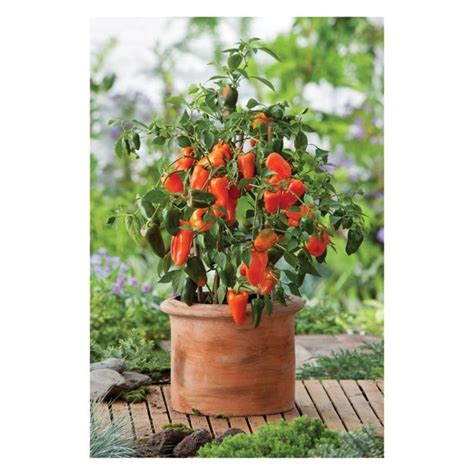 Plodovke Zelenjava S Plodovi Mix L23 Cm Merkursi