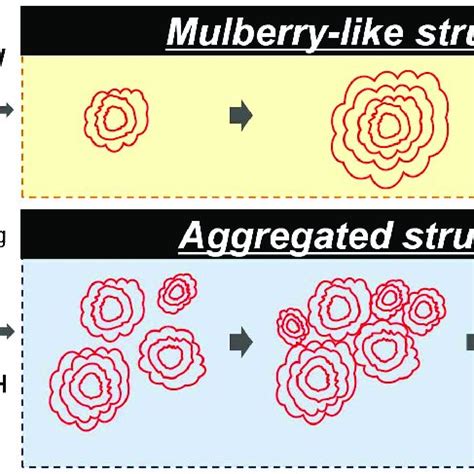 The Acervular Images With Lm A Tem B And Sem C A Typical