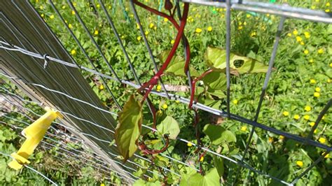 Wrapping Things Up Thigmotropic Movement How Did It Wind Up Here