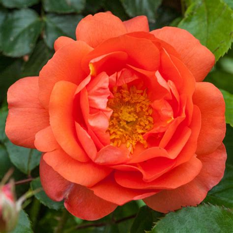 Above All™ Weeks Roses