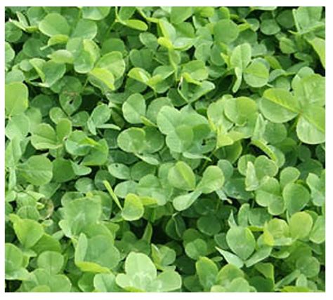 14 Pound Of Mini Clover Seed Good Ground Cover And For Lawns Etsy