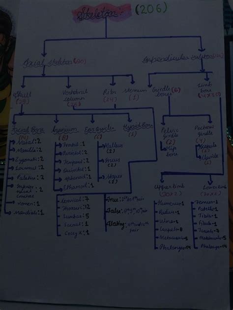 Skeleton System A Flow Chart Of Total Bones In Our Body