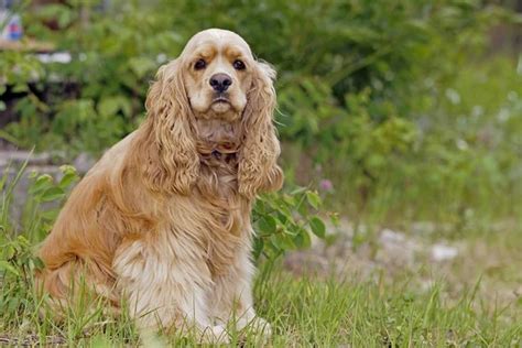 Cachorro Cocker Spaniel Americano 208 Golden Cocker Spaniel Puppies