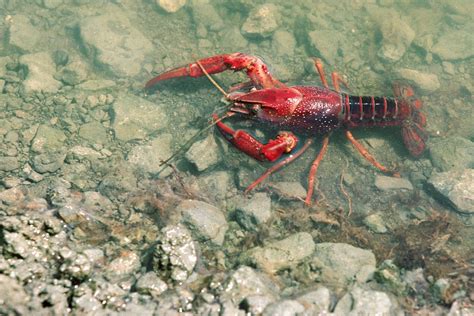 Red Swamp Crayfish Facts