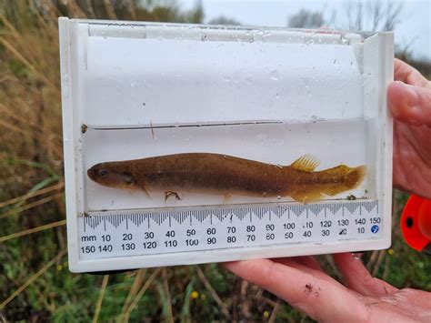 Threatened Mudfish Safe On Craigmore Farm
