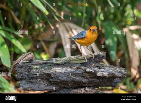Bird Orange Headed Thrush Geokichla Citrina Bentirely Orange Head