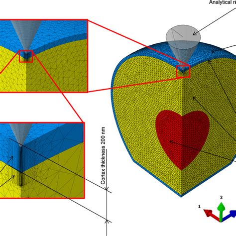 finite element mesh utilized in the fe model and detailed view of the