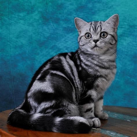 Silver Tabby British Short Hair Everything You Need To Know About