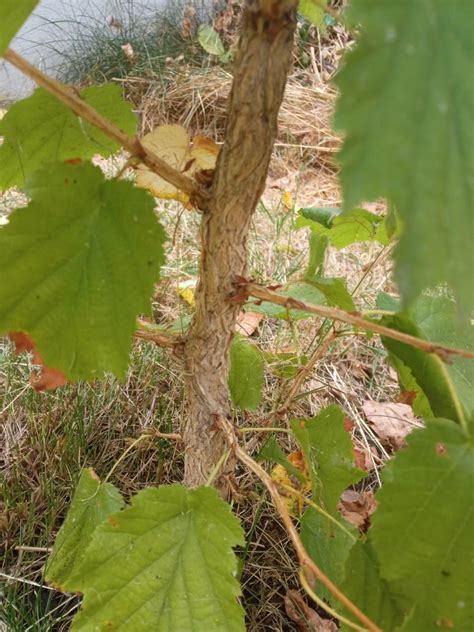 Type Of Hazelnut Tree Identification Tree Identification Pictures