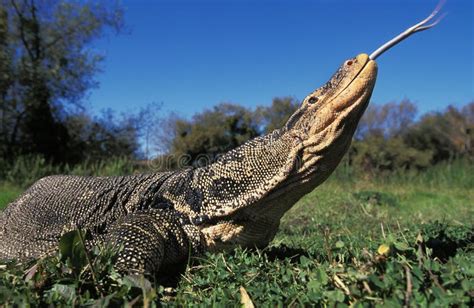 Varan Malais Varanus Salvator Stock Image Image Of Profile Outdoor 172939145