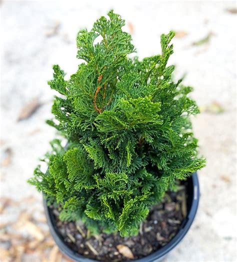 Dwarf Hinoki Cypress