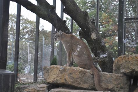 Pin By Bobby Fletcher On Zoo Pics Zoo Animals Panther