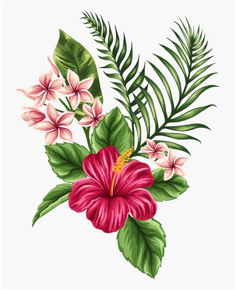 Clip Art Hibiscus Illustration Hibiscus Hawaiian Flower Drawing