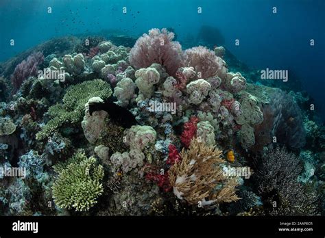 An Amazing Coral Reef Thrives In The Shallows Of Raja Ampat Indonesia