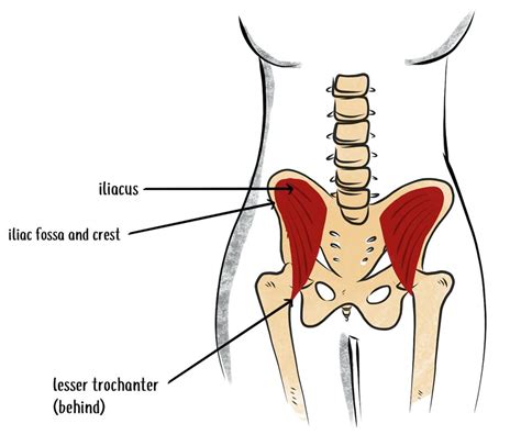Hip Flexor Muscles