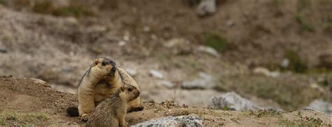 ヒマラヤマーモット：生息地・行動・生態系における役割の完全ガイド Life On The Planet Ladakh