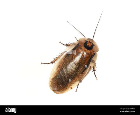 Giant Cave Cockroach Blaberus Giganteus Cave Cockroach Insect
