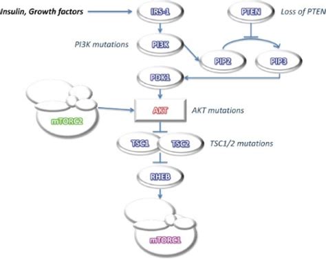 Simplified Scheme Of Mtor Pathway Activationakt Activat Open I
