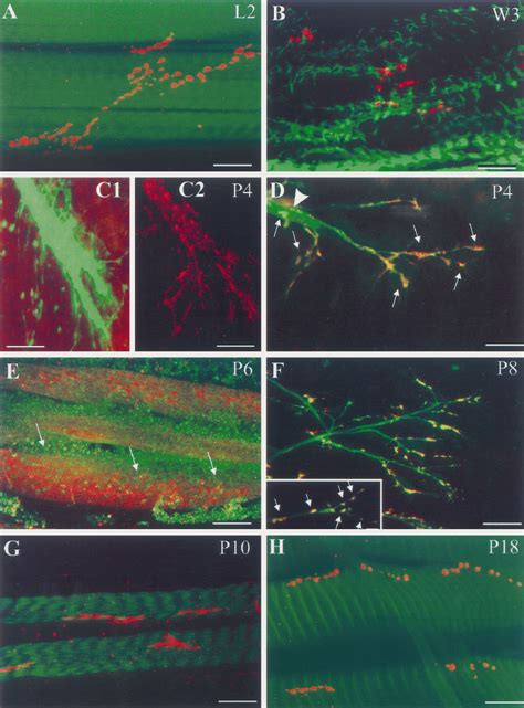 Relationship Between Presynaptic Varicosities Or Nerve Branches And The