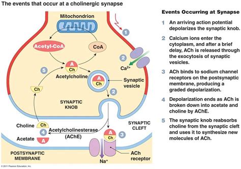 Synaptic Cleft Acetylcholine
