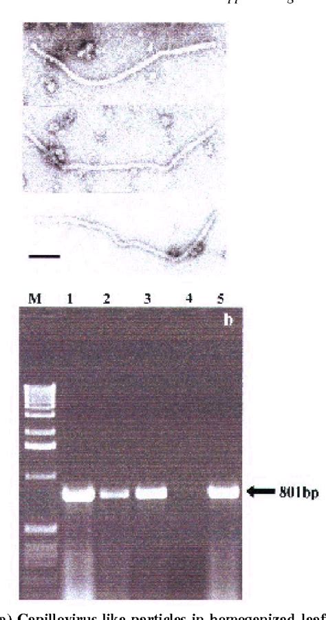 Apple Stem Grooving Virus Semantic Scholar