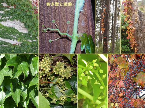 「野山の草花・木々の花」植物検索図鑑 ツタ