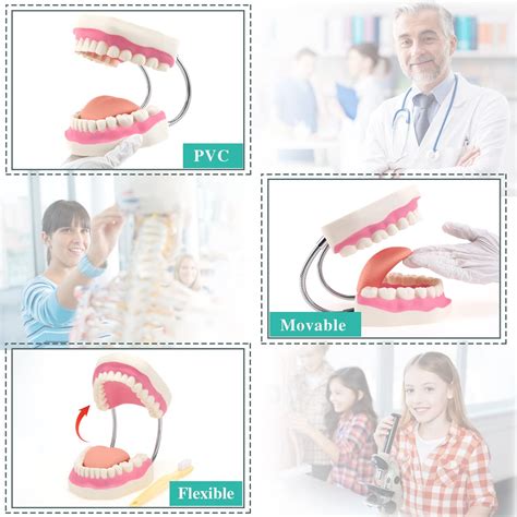 Ronten Dental Teeth Care Model Mouth Model For Speech