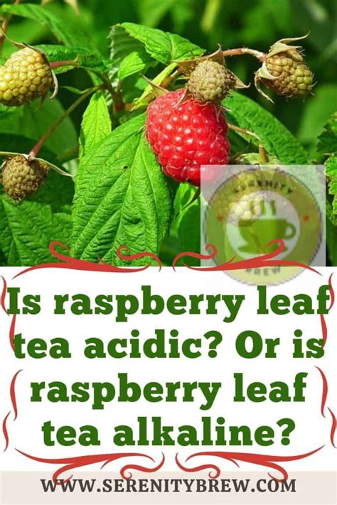 Is Raspberry Leaf Tea Acidic Or Is Raspberry Leaf Tea Alkaline Serenity Brew