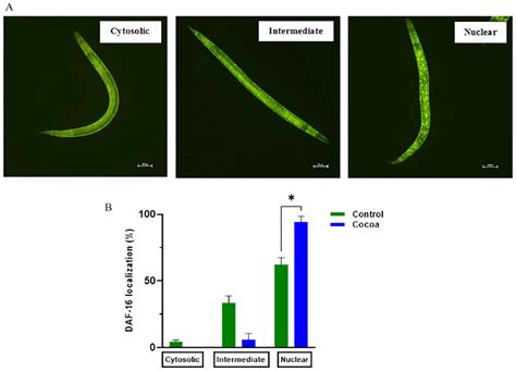 Cocoa Induced Nuclear Daf 16 Localization In C Elegans A
