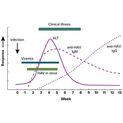 Hepatitis A Virus Hav Igm Quantitative Test Price In Delhi India