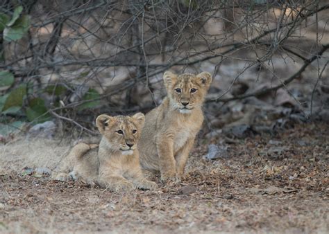 Asiatic Lion Cubs