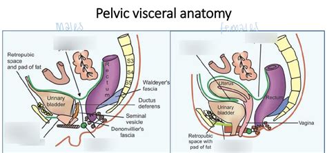 Diagram Of Week 4 Pelvic Visceral Anatomy Quizlet