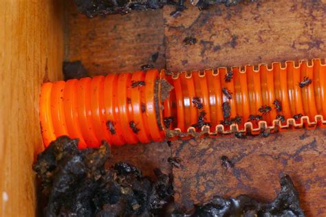 Bees Building Structure In The Duplication Hive