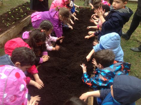 School Vegetable Gardens Urban Seedling