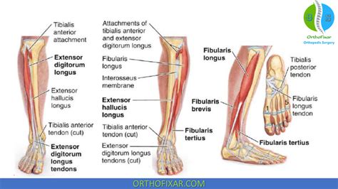 Anterior Compartment Of Leg Orthopedic Learning