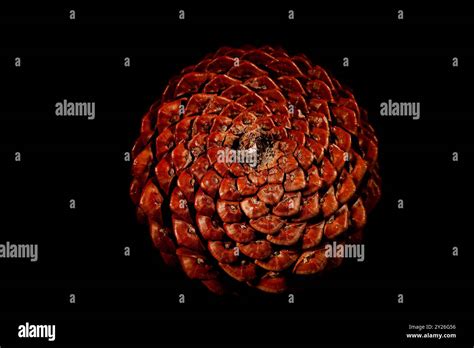 Fibonacci Sequence In Pine Cones Biological Example Of Fibonacci