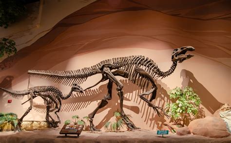 Edmontosaurus Skeleton