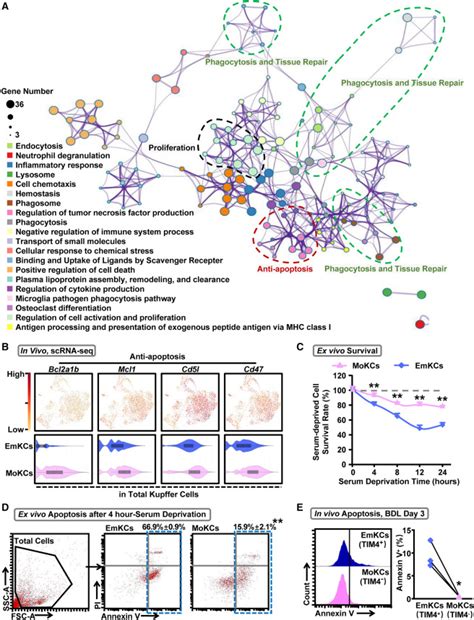 Monocyte Derived Kupffer Cells Dominate In The Kupffer Cell Pool During