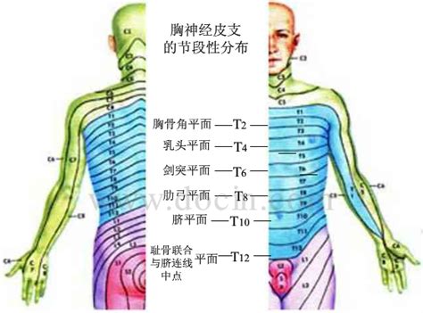 胸神经分布 上6对胸神经前支 孚真堂