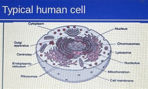Cells And Tissues Flashcards Quizlet