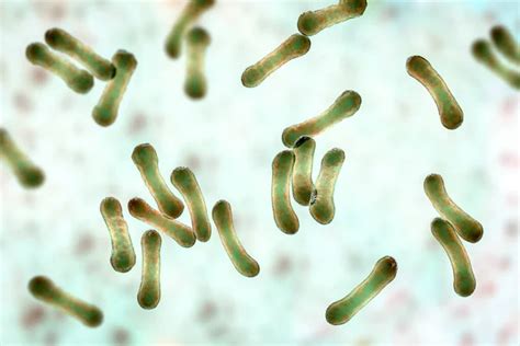 Scientific Image Bacteria Corynebacterium Showing Characteristic