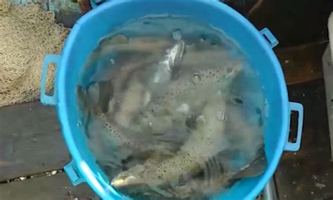 Ohër Trofta E Vogël Shitet Në Tregun E Zi Alsat