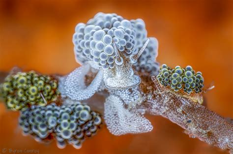 November 2023 Speaker Byron Conroy South Florida Underwater Photography Society